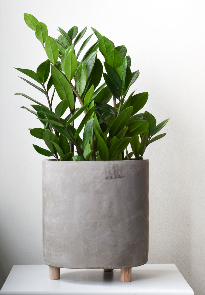 Stumpy, from the Raw collection | PINE SG