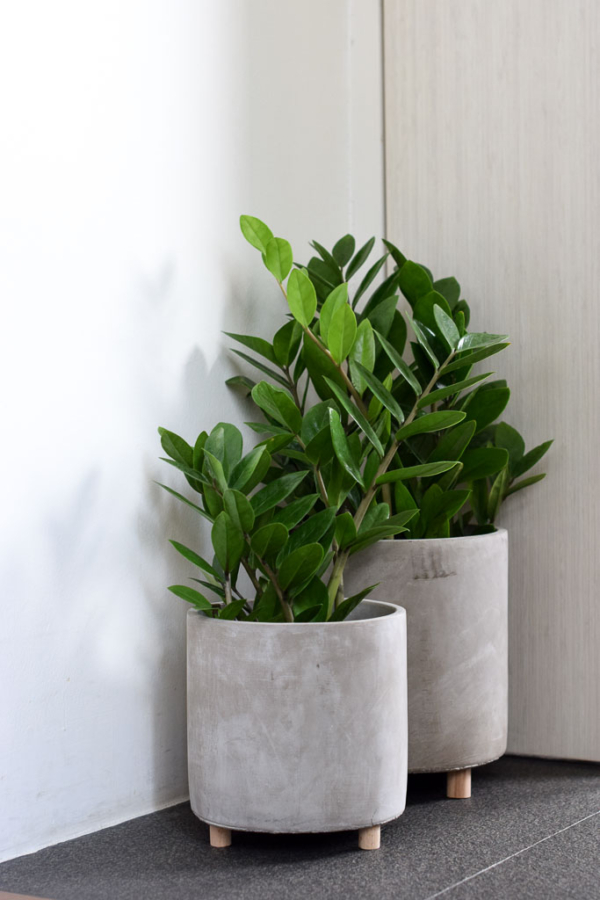 Stumpy, from the Raw collection | PINE SG