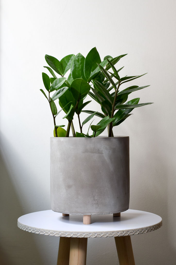 Stumpy, from the Raw collection | PINE SG