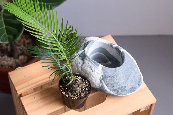 Cobble II, from the Raw collection | PINE SG